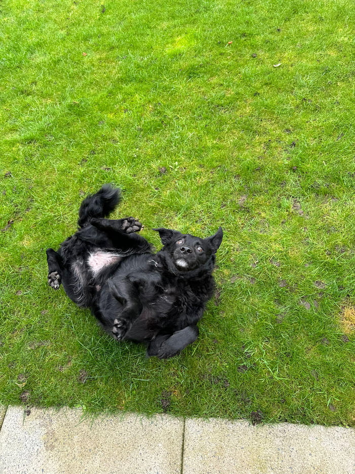 Dog.exe has crashed - 9GAG