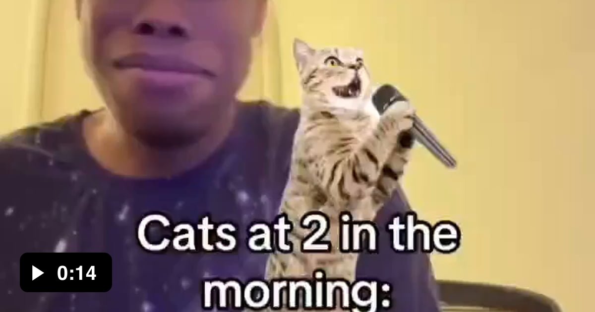 Cat shitpost - 9GAG