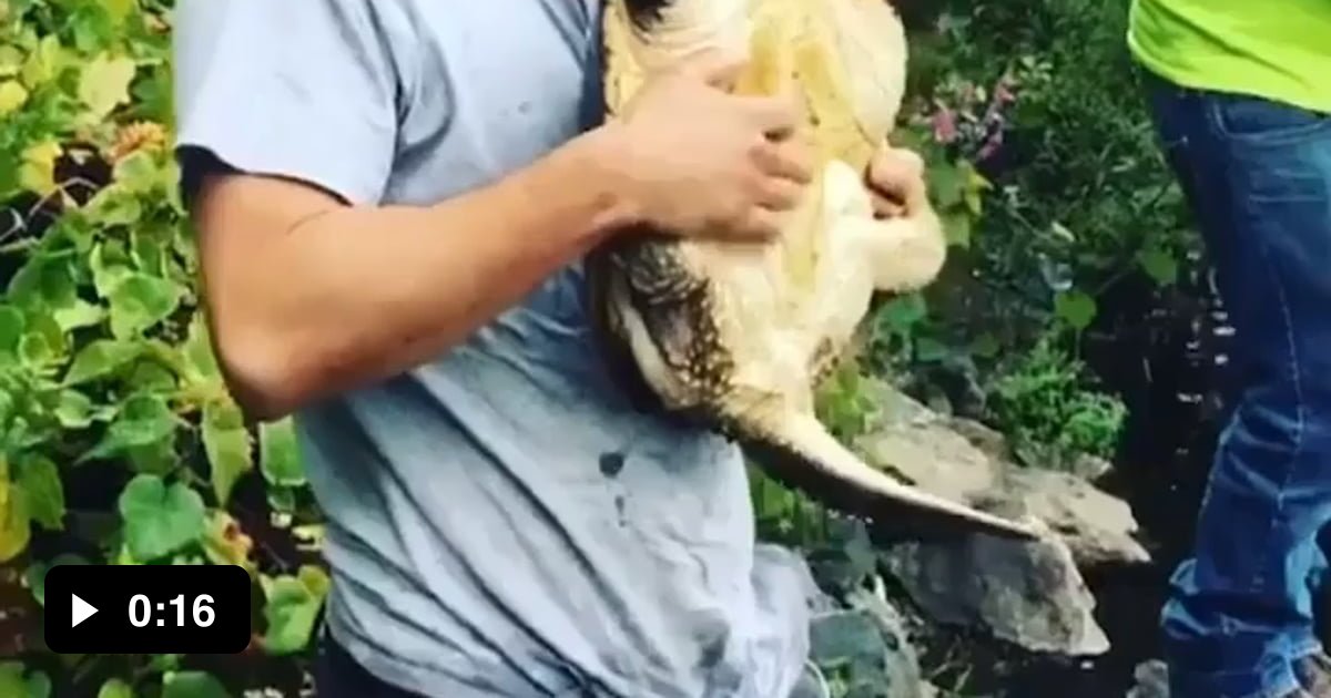 Maybe don't kiss a snapping turtle. - 9GAG