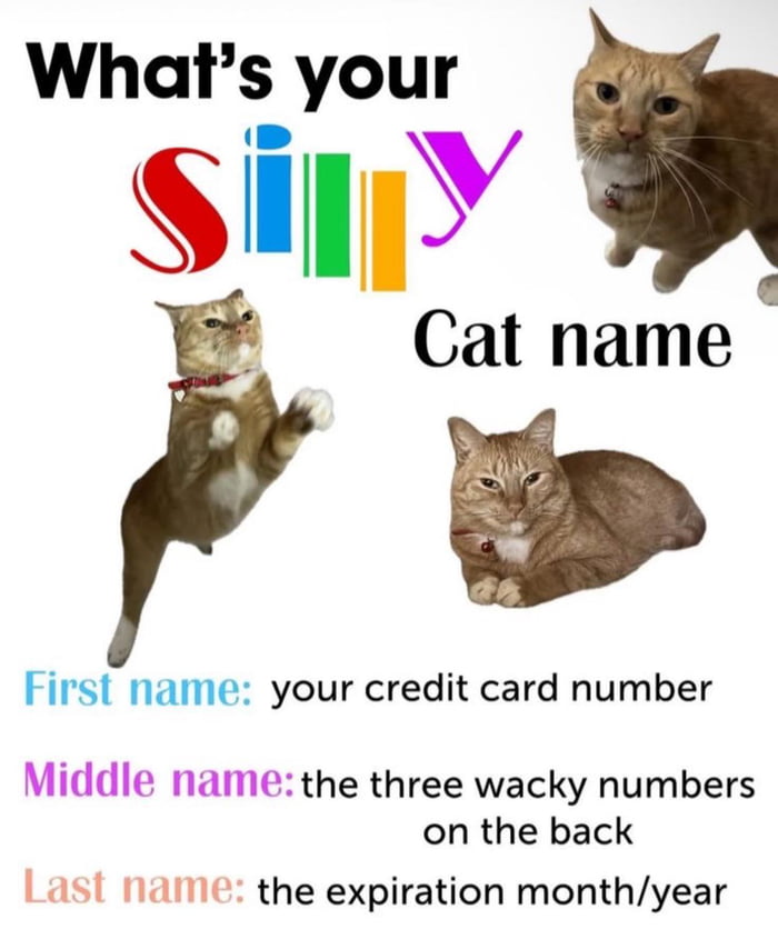 Finding my silly cat name... wait a minute. - 9GAG