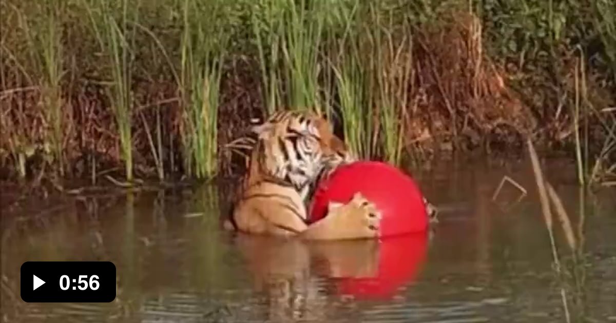 Just a big cat enjoying his day - 9GAG