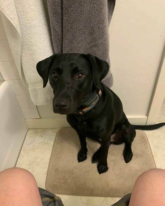 Dogs Follow You Into The Bathroom Because They Feel The Need To Stick ...