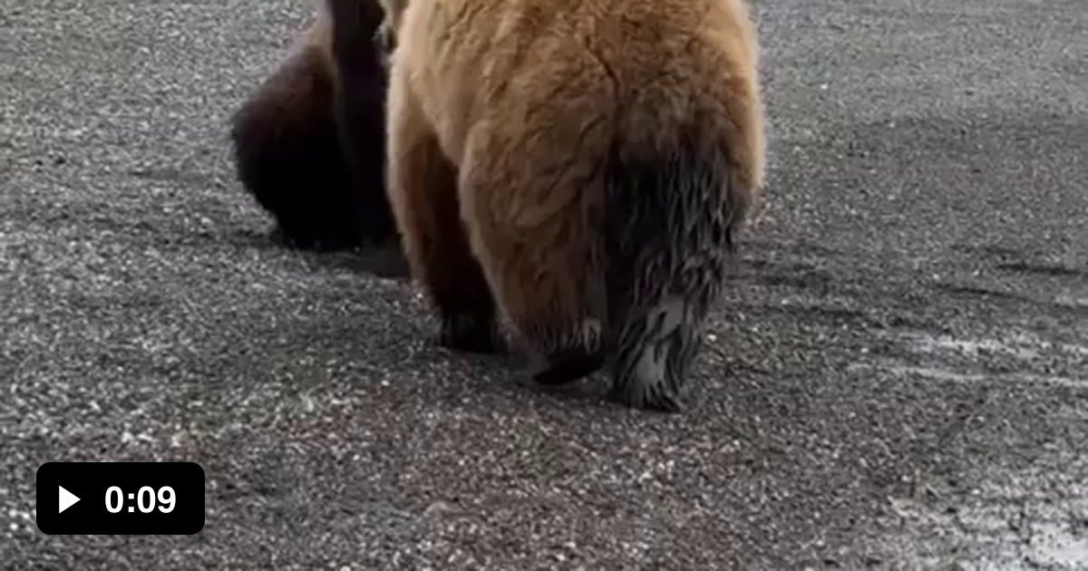 The sheer size difference between these two bears is astounding, especially when the Kodiak ...