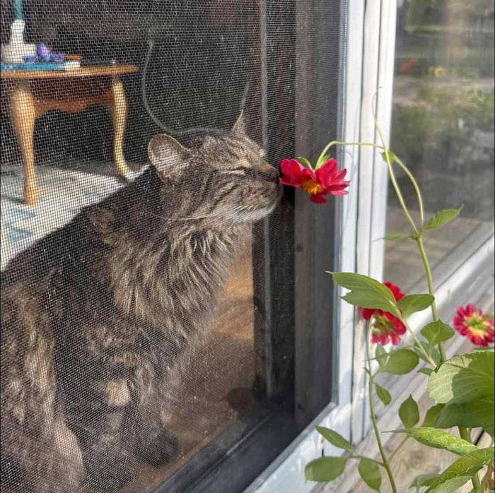 Cat smelling a flower through the screen door, living its best life - 9GAG