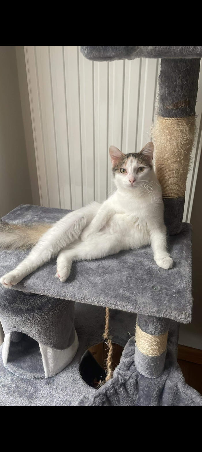 My friends cat! - 9GAG