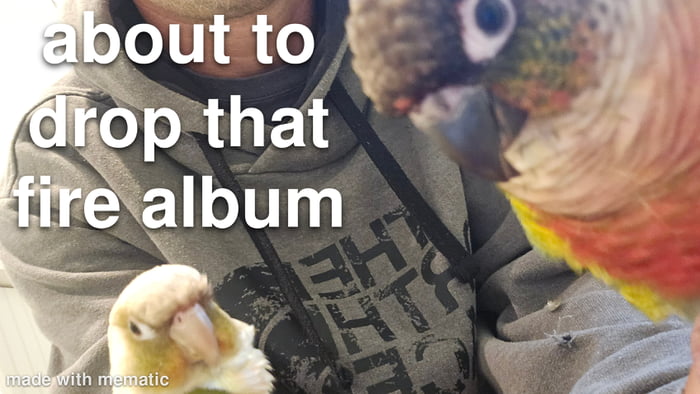 This meme is for the birds - 9GAG