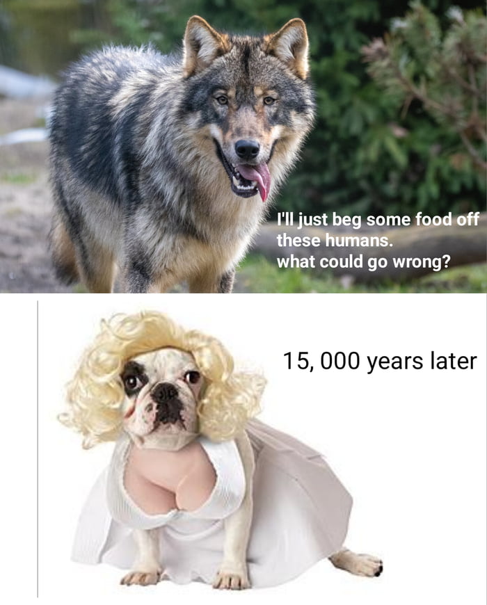 Dogs, gotta love em! - 9GAG