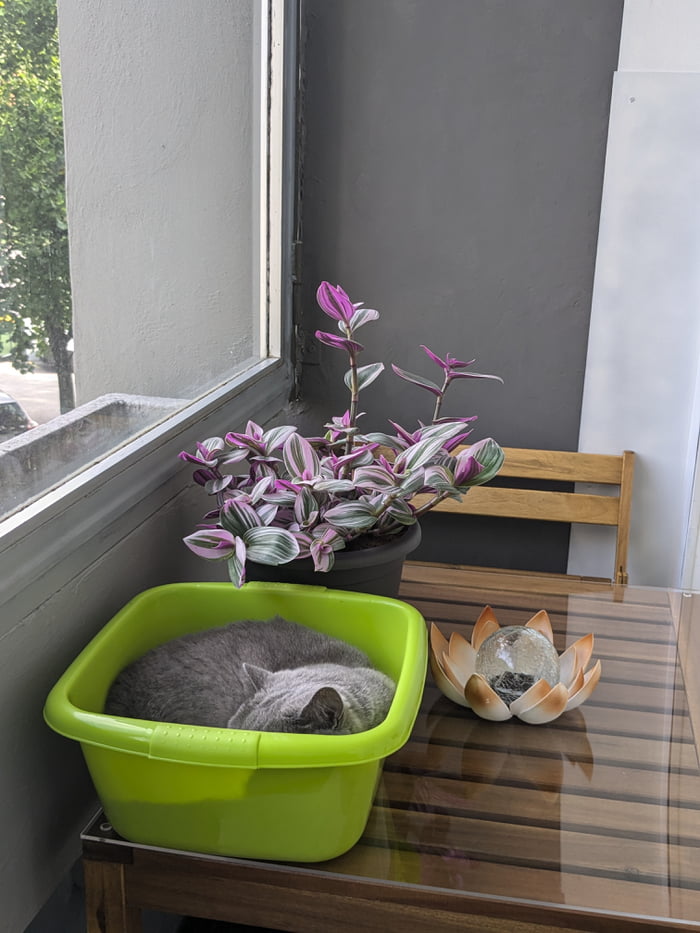 Sleeping on the balcony - 9GAG