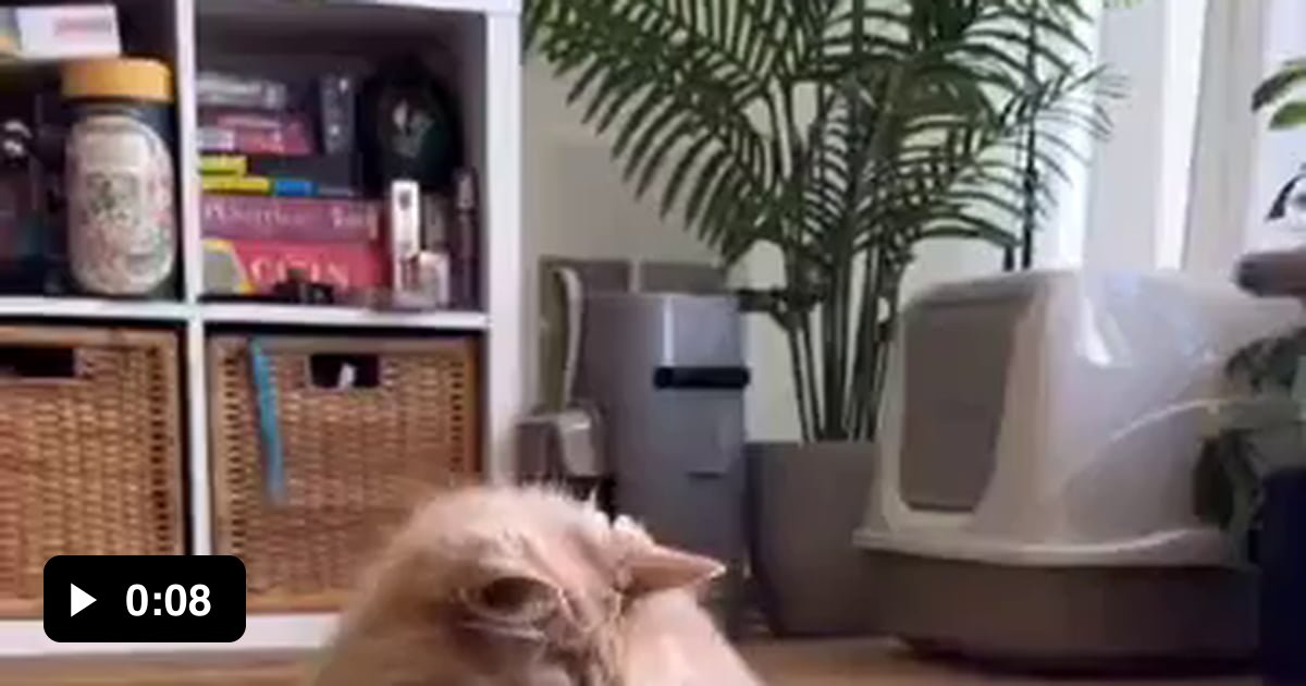 Where is it?! Where's that freaking stick bug???? - 9GAG