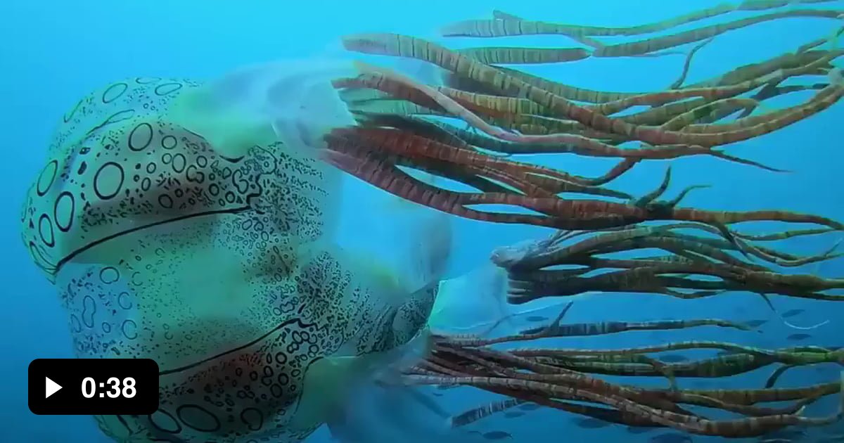Caught on camera for the first time in history, this is the extremely ...