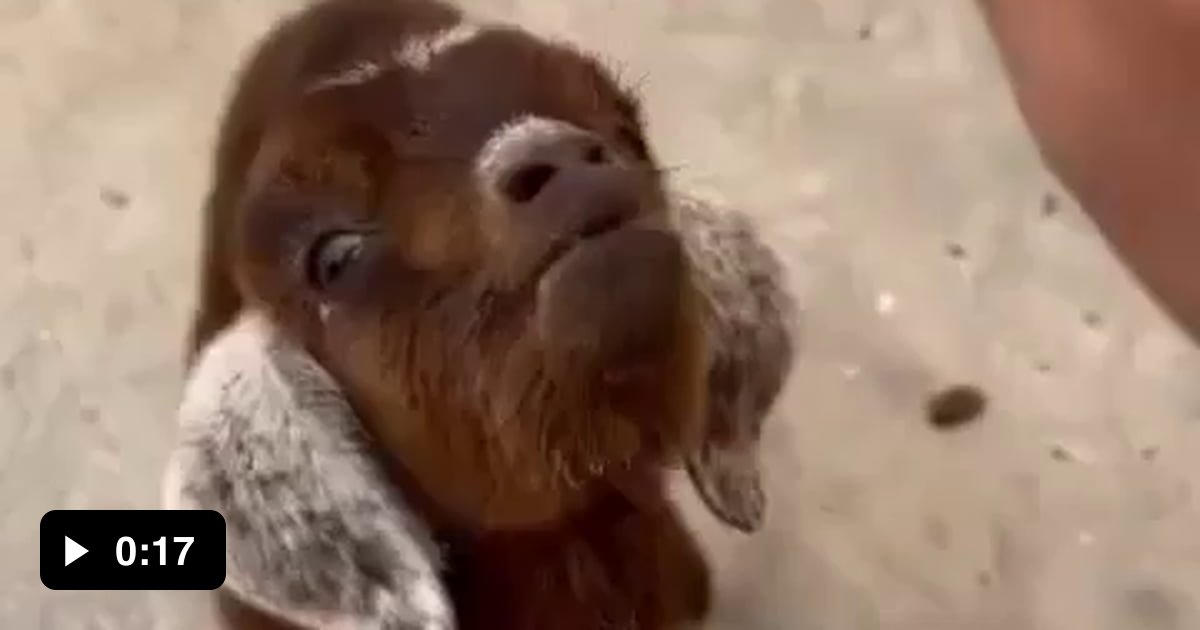 Mini Nubian goat - 9GAG