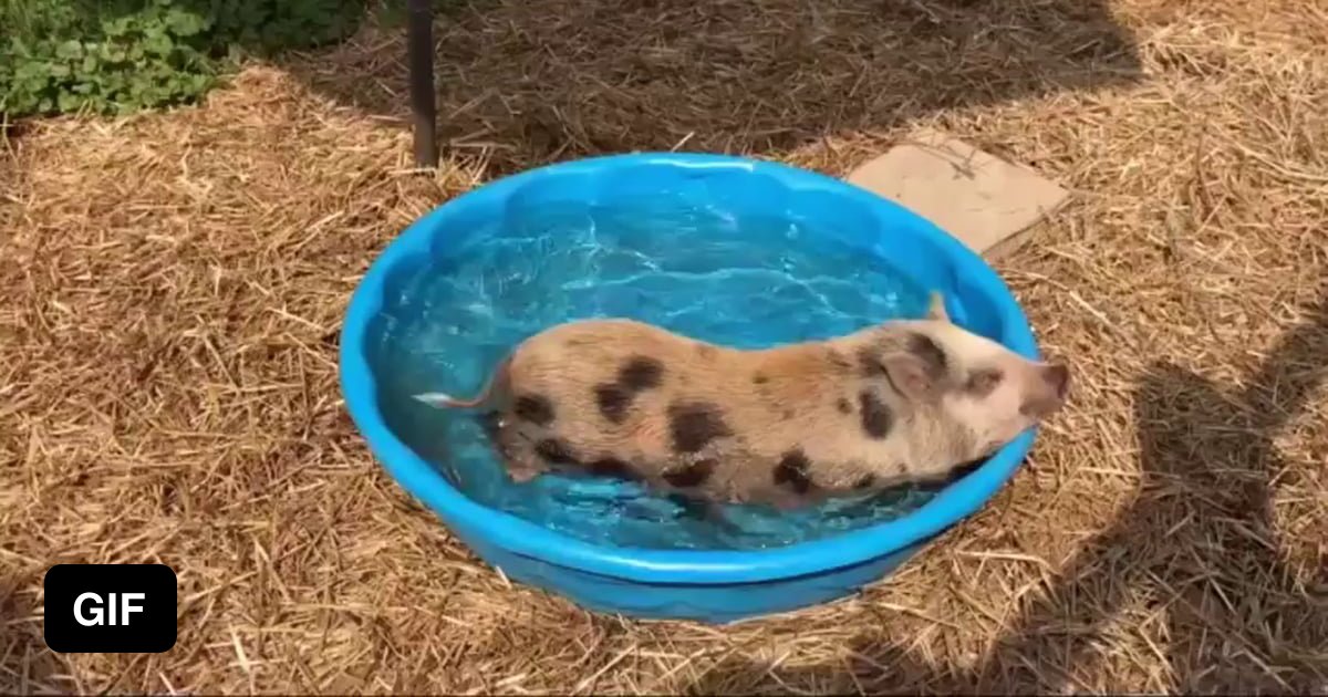 Pig Pool Party - 9GAG