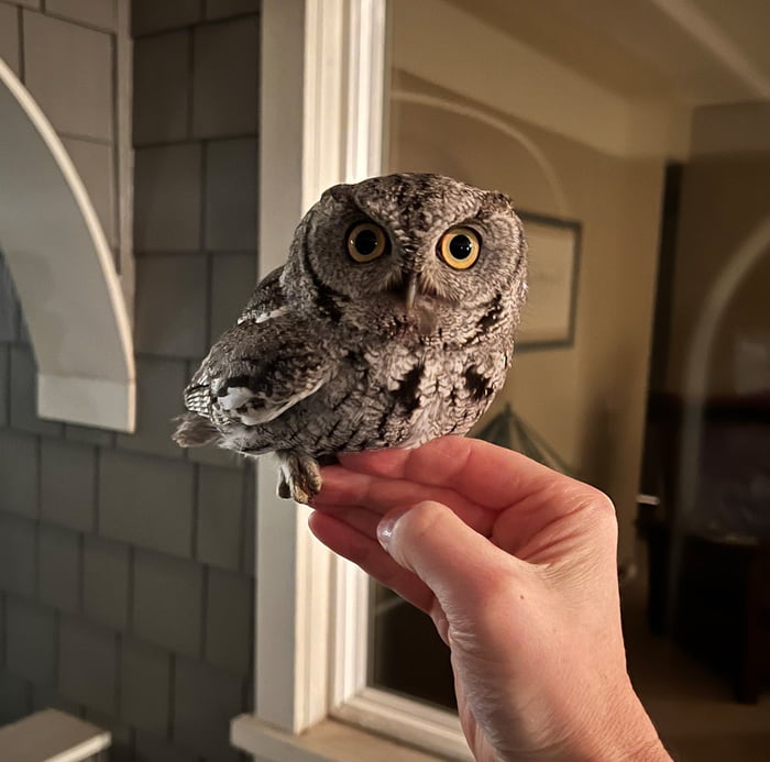 F**k Superbowl Sunday... Its Superb Owl Sunday! - 9GAG
