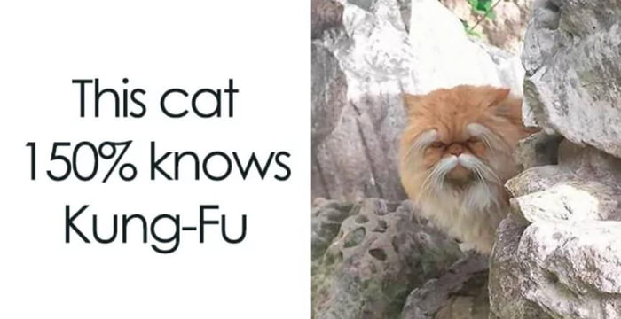 Kung Fu cat - 9GAG