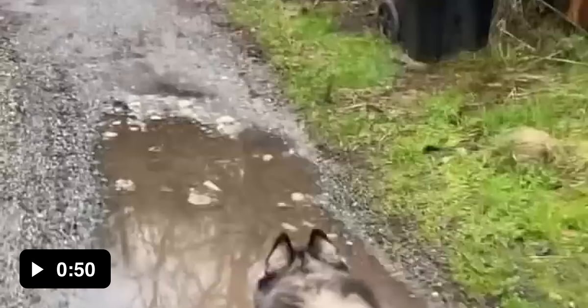 Two types of dogs - 9GAG