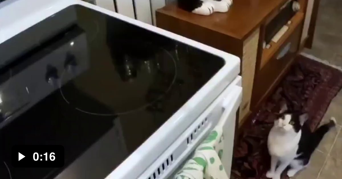 Random cat bullshit - 9GAG