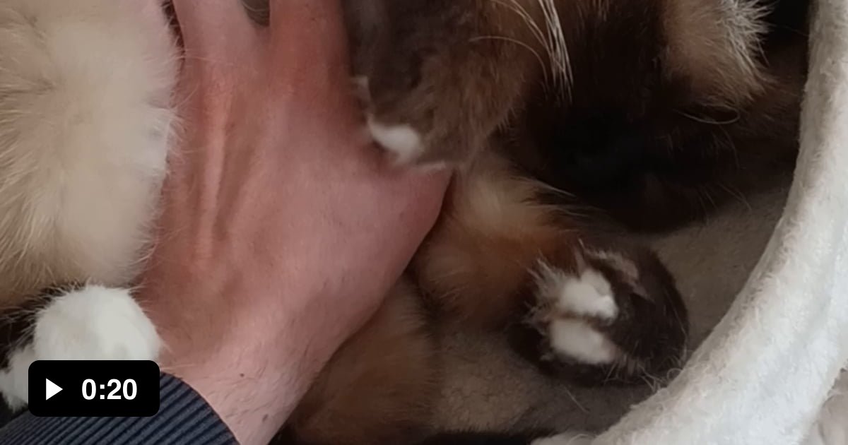 If you're having a stressful day, here is my cat. She got 2 colored jelly beans. - 9GAG