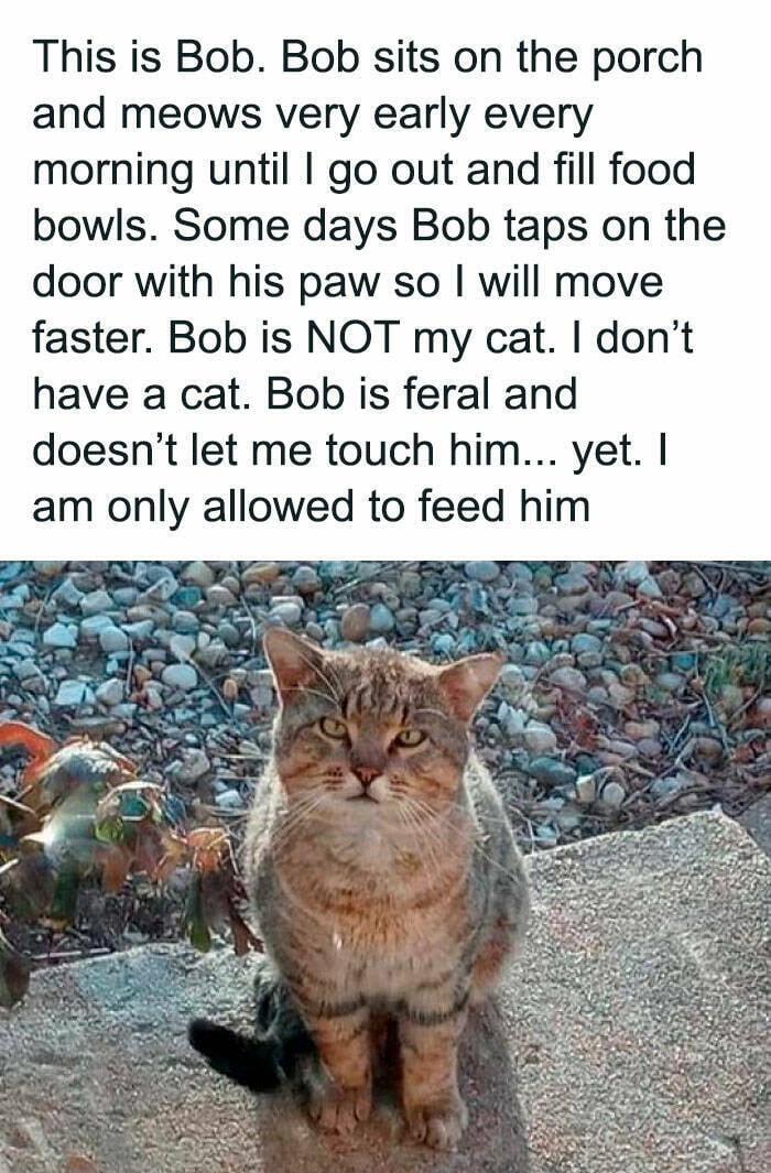 Bob not my cat - 9GAG