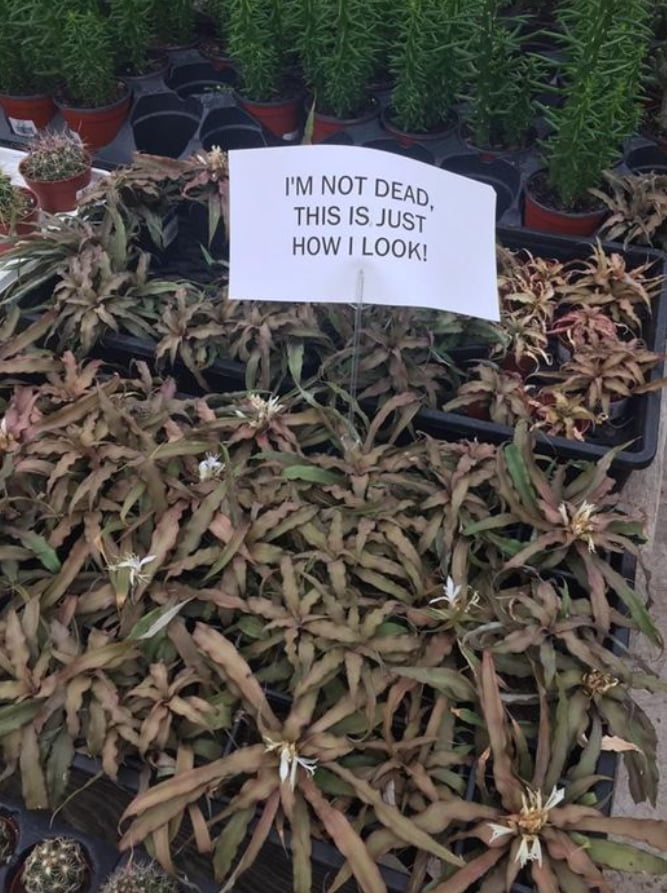Me too, plant, me too. - 9GAG