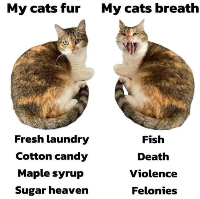 My cats are a walking contradiction - 9GAG