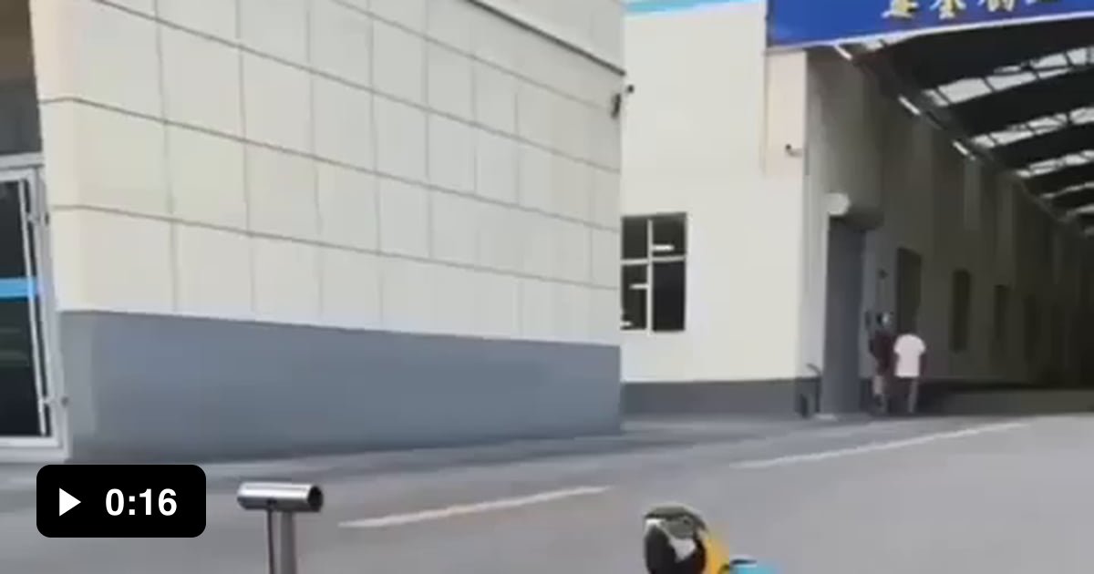 Parrot riding a four-wheeled scooter, what a legend - 9GAG