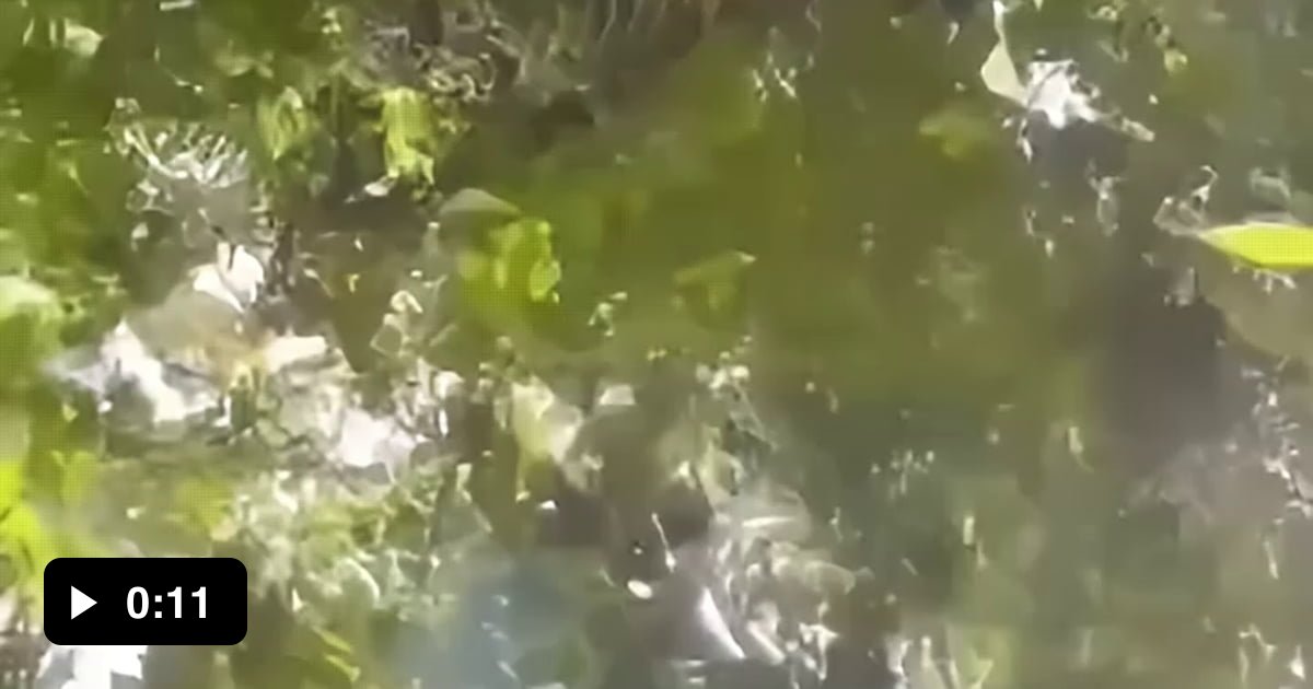 Touch the fish - 9GAG