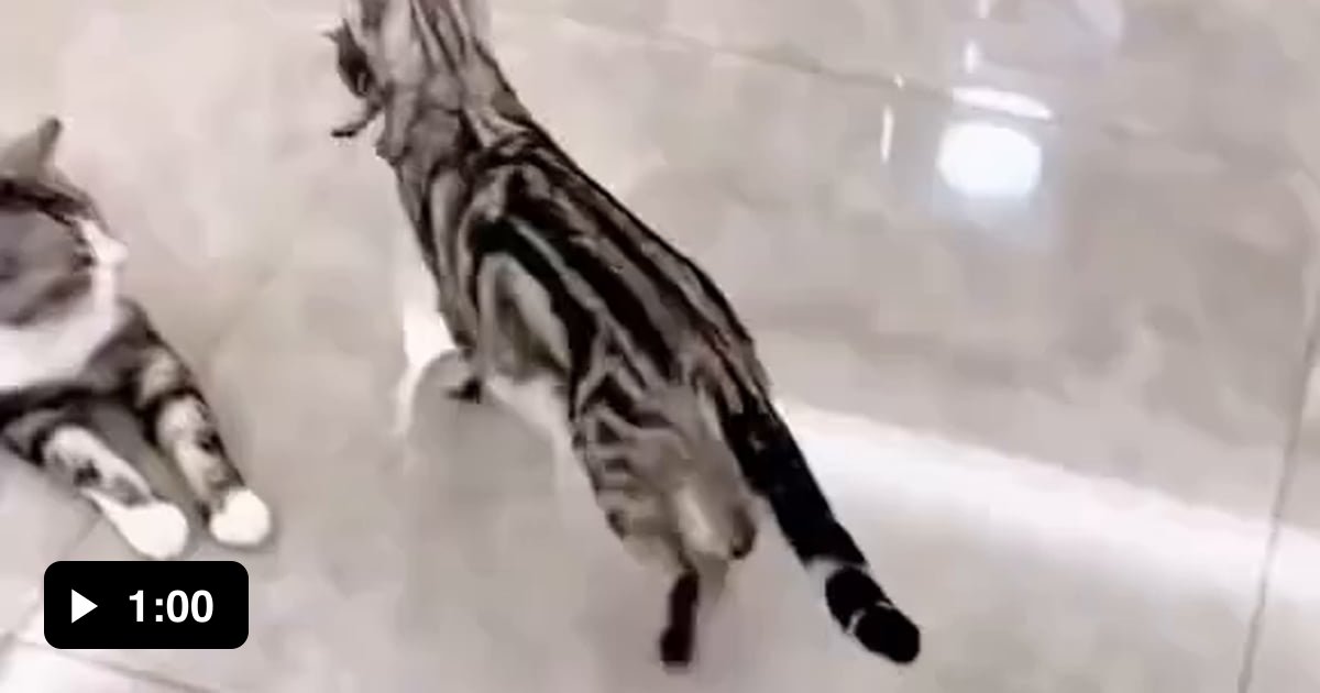 Catto and kitten - 9GAG