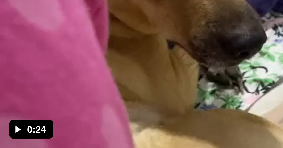 Trying to decide if he wants belly rubs or to bite the hand that feeds him - 9GAG