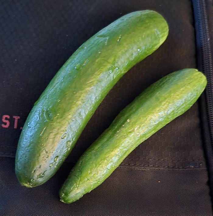 Of a mini cucumber (normal one for reference) - 9GAG