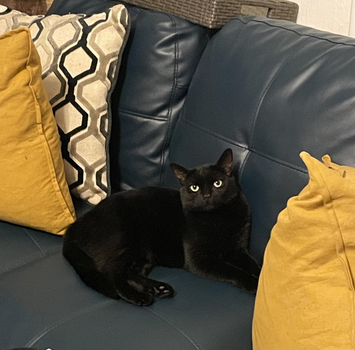 She must think she owns the couch - 9GAG