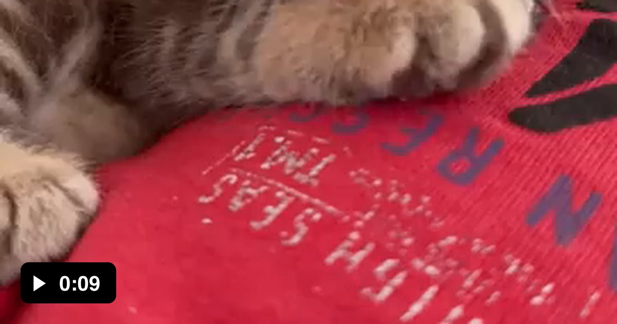 Small Kitty..... - 9GAG