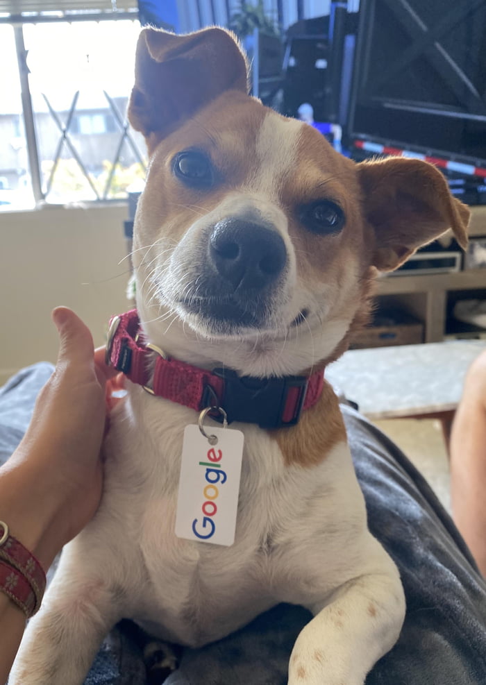 Have you ever seen a dog smirk?! - 9GAG