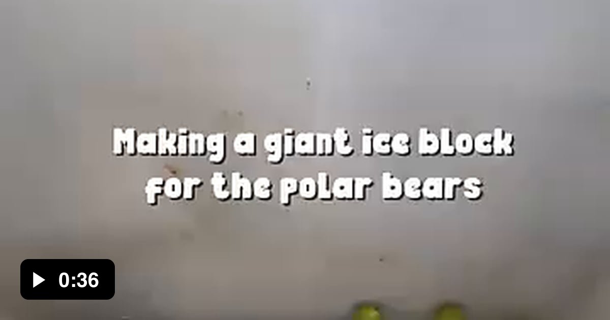 Polar bear ice - 9GAG