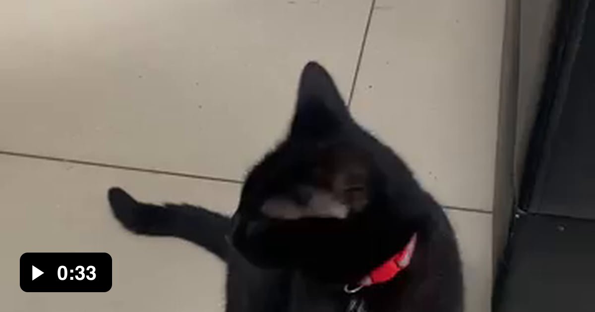 Momo having a squeaky day - 9GAG