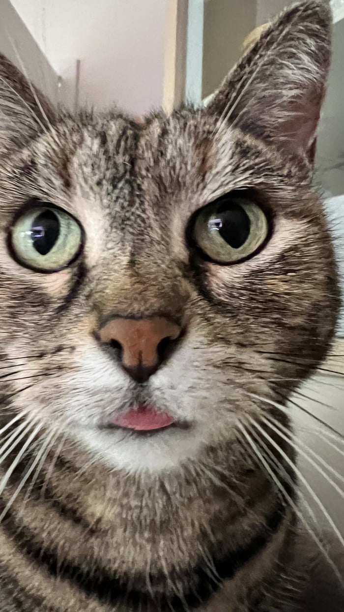 Happy new year from Phoebe. Blep - 9GAG