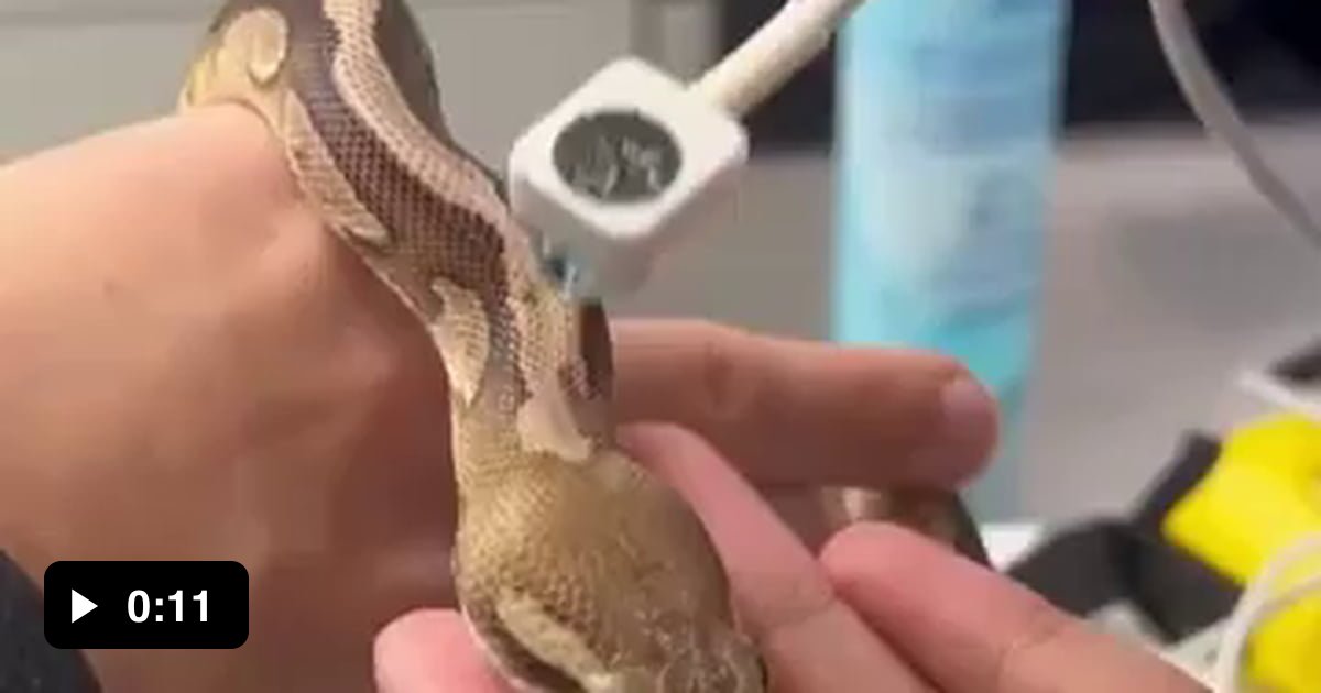 Did you know you can hear a reptile's heart beat from the top of their ...