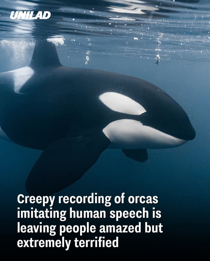 In my immagination i see a pirate with talking Orca on his shoulder ...