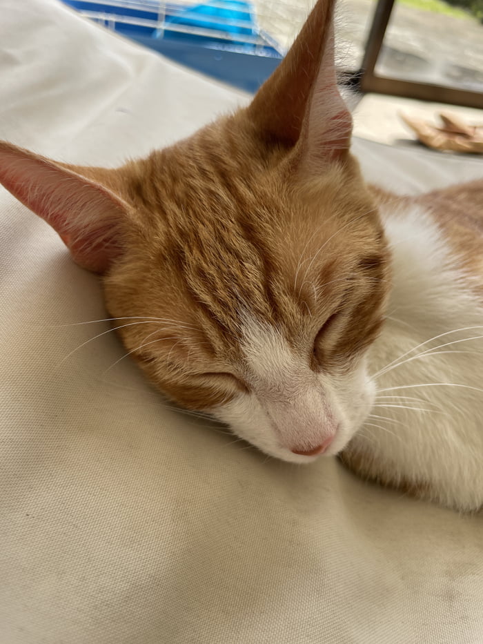 This is Max Verstappen - 9GAG