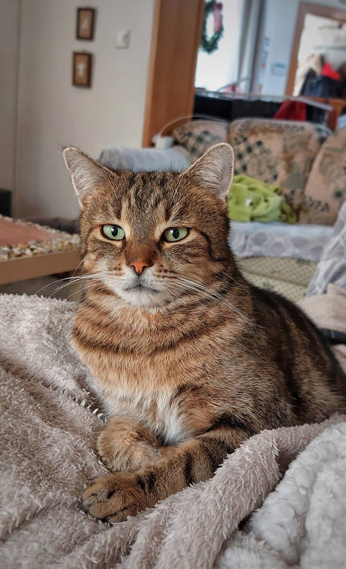 My bad boy, he is taking a rest between two fights with the neighbour cats - 9GAG