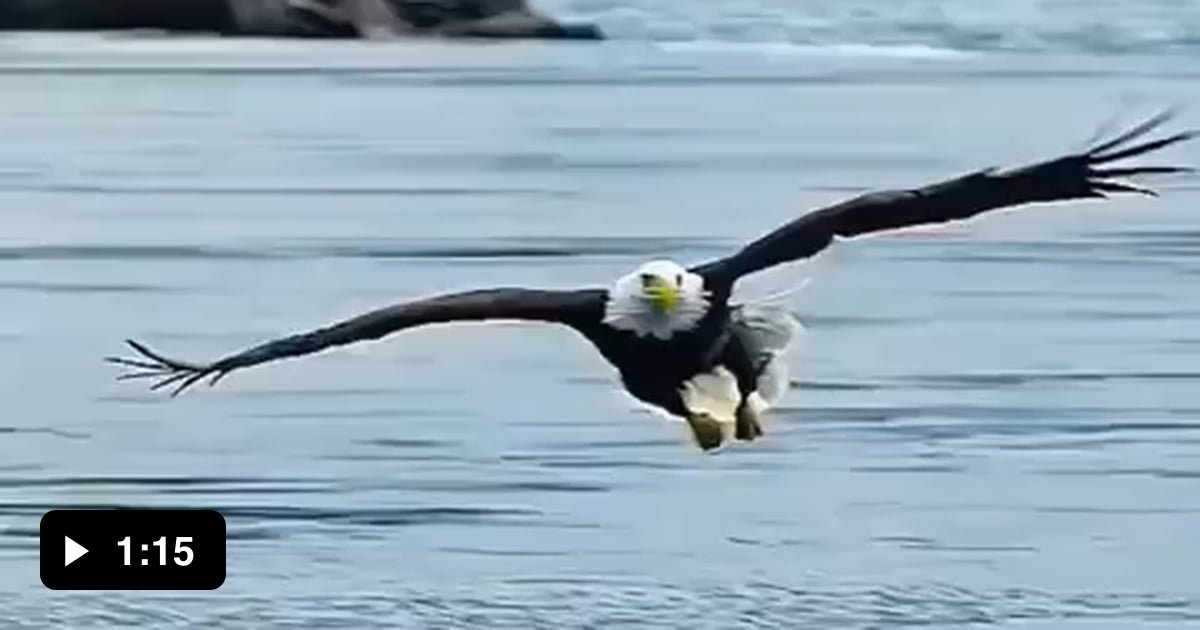 The powerful flight of the bald eagle - 9GAG