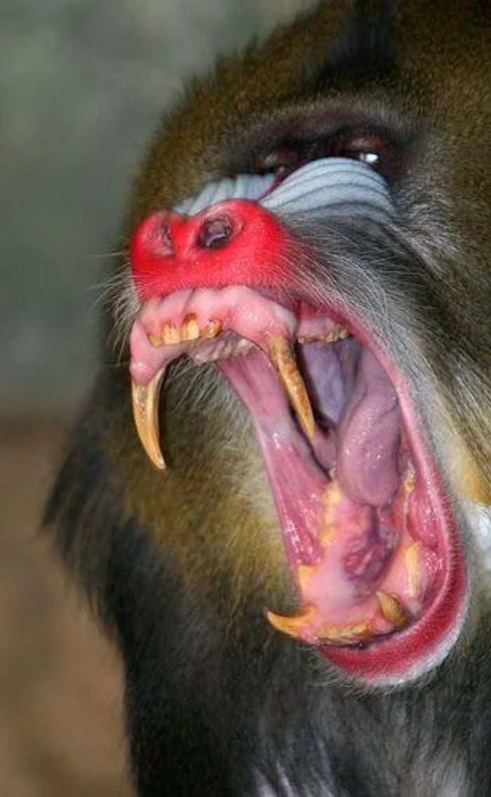 The teeth of a Mandrill, the world’s largest extant Monkey. Credit ...