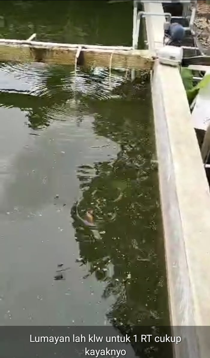 Beternak ikan y'ssssrrriiiiwwiiijjaaayyyaaaaaa - 9GAG