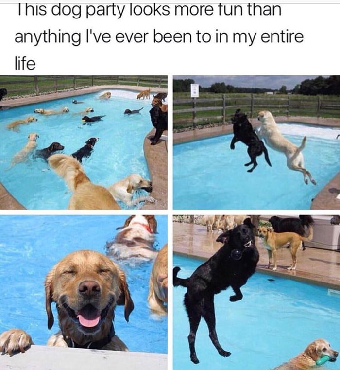 Who let the dogs out - 9GAG