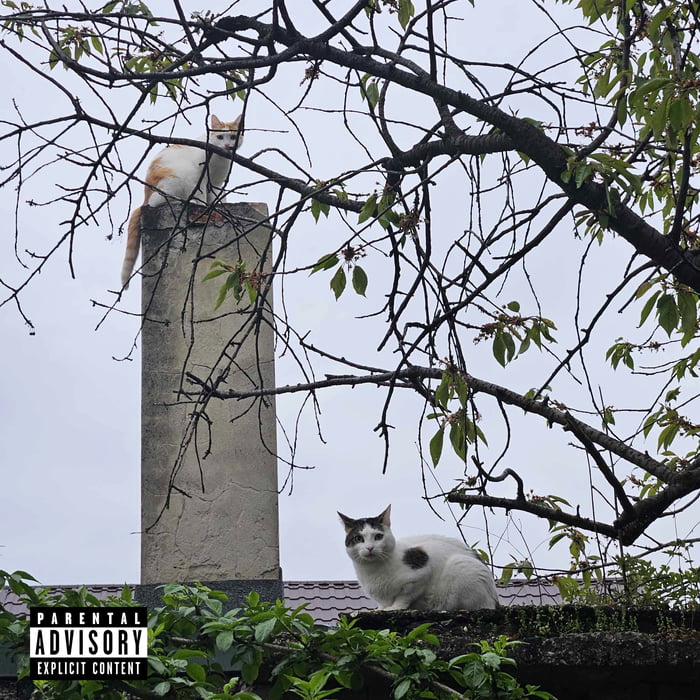 My cats just dropped their new LP - 9GAG