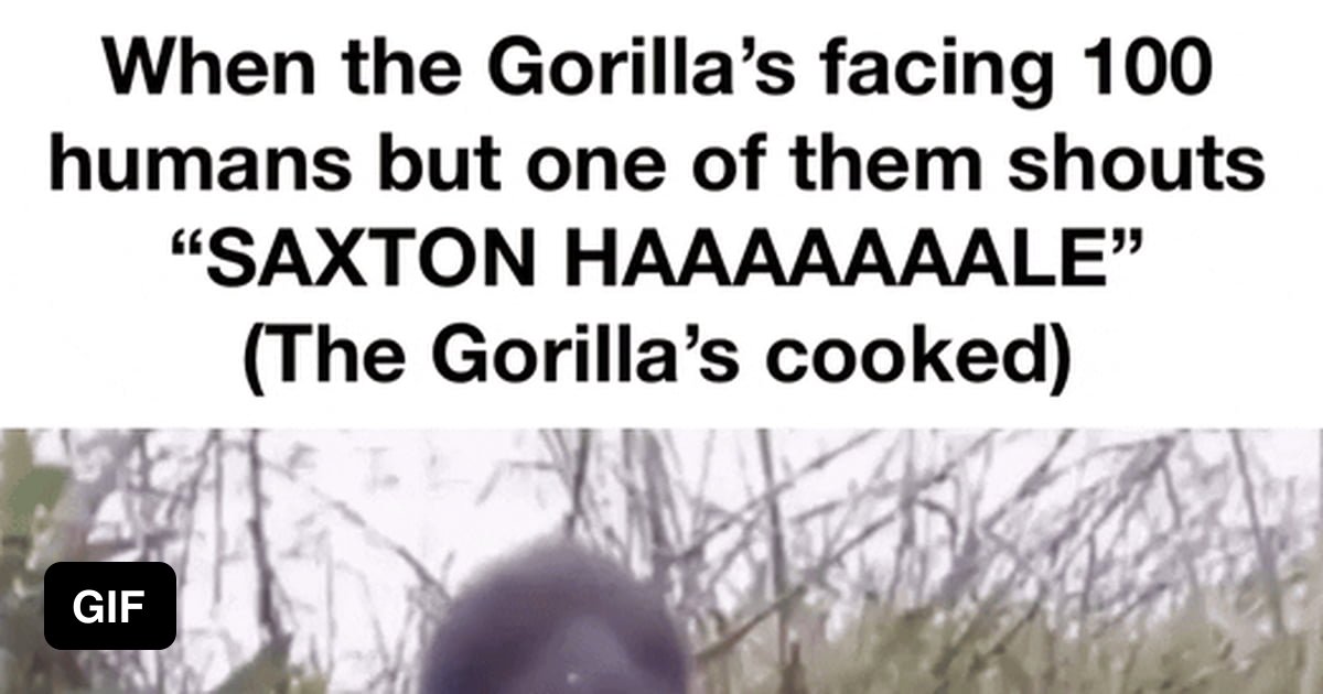 Gorilla whenthe Buff Aussie man enters - 9GAG