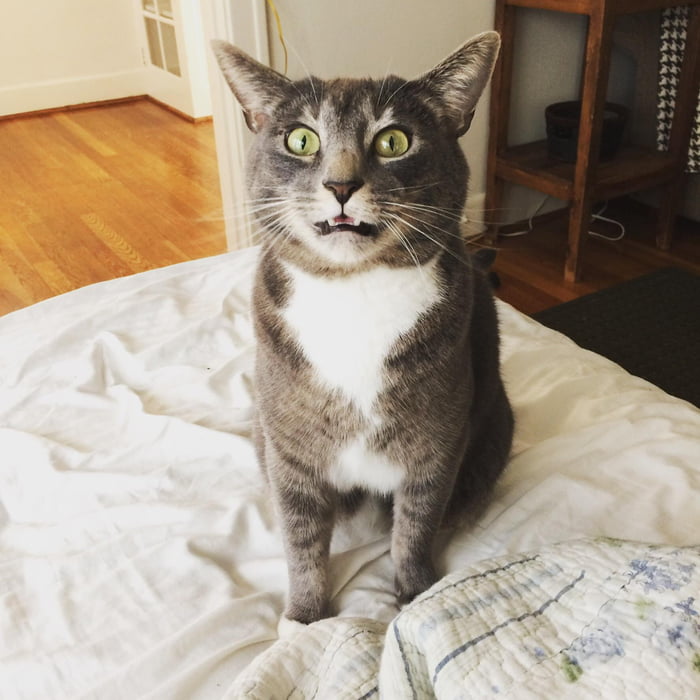 George has a very specific ‘feed me’ face. - 9GAG