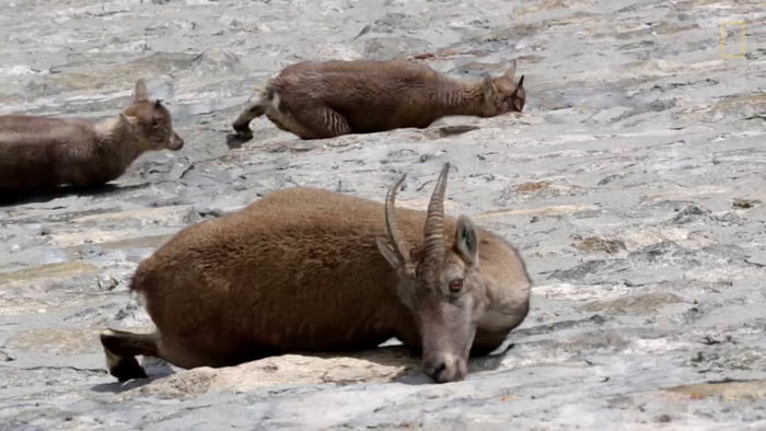 🔥 Alpine Ibex climb a 160' near vertical dam wall.....to lick it - 9GAG