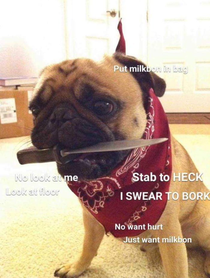 HECKIN DOGGO - 9GAG