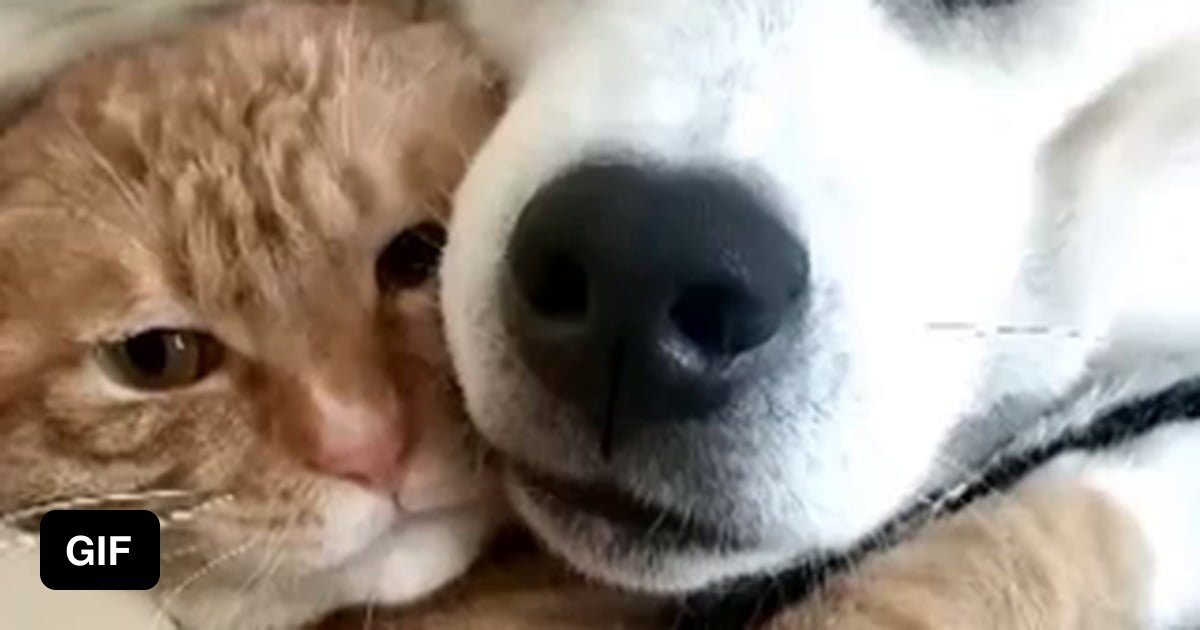 Fur Buddies Hugging - 9GAG