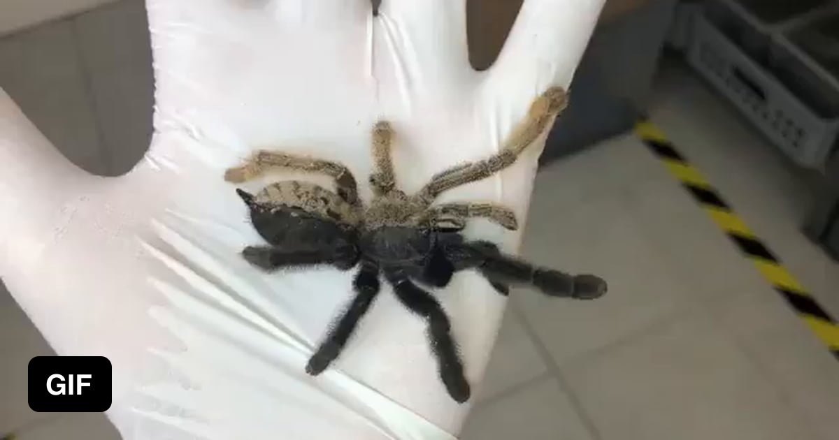 Extremely rare two gender spider also called Gynandromorph (Male and ...